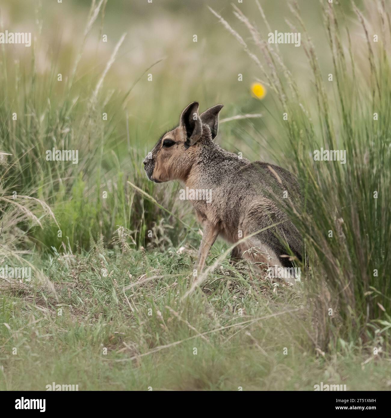 Patagonian cavi in Pampas grassland environment, La Pampa Province ...
