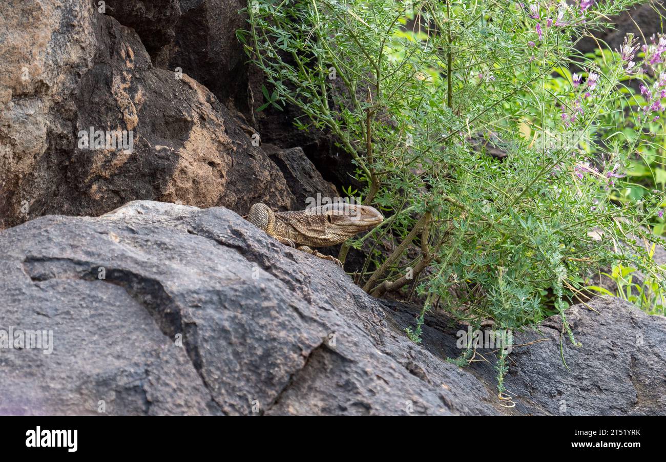 Monitor lizard on a rock in the great rift valley, Southern Kenya Stock ...