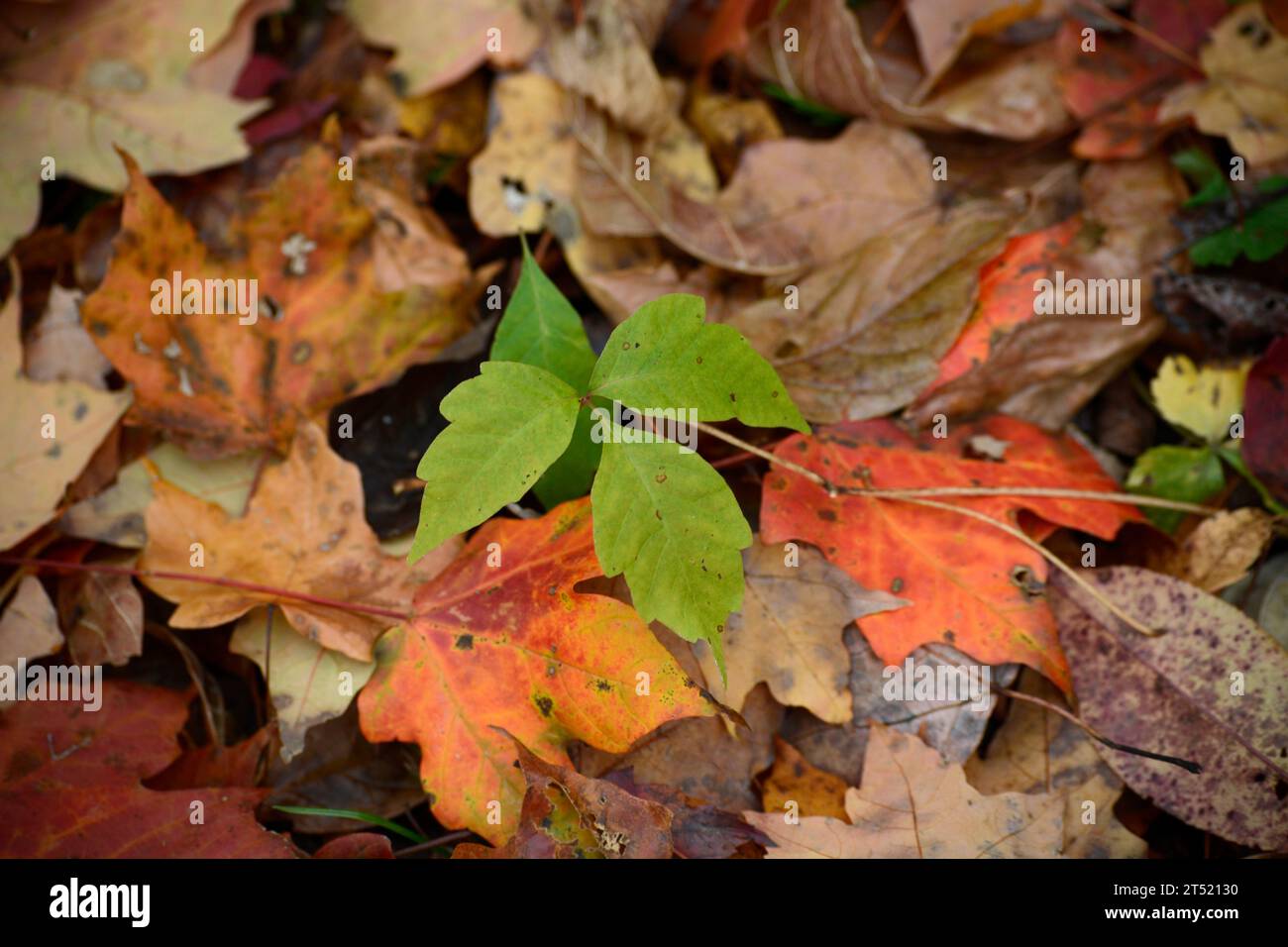 Colorful autumn foliage along a nature trail in Abingdon, Virginia ...