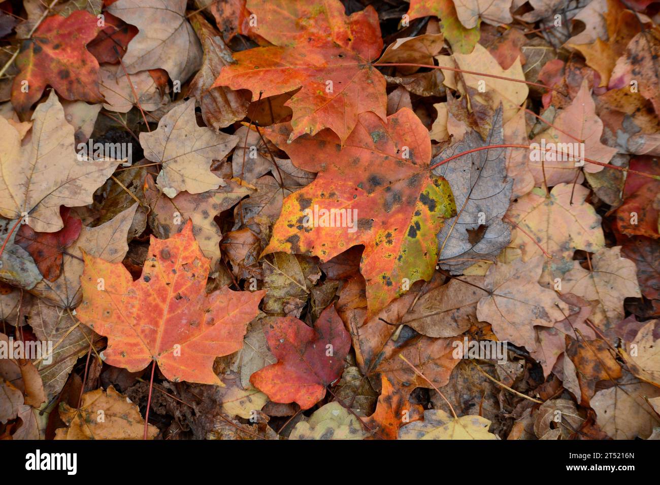 Colorful autumn foliage along a nature trail in Abingdon, Virginia ...