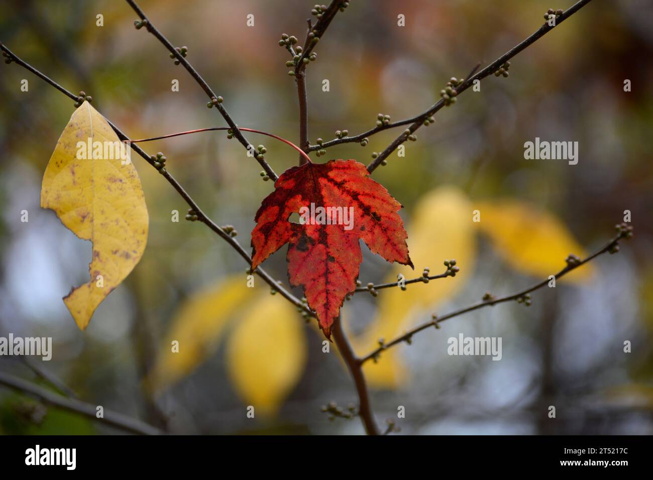 Colorful autumn foliage along a nature trail in Abingdon, Virginia ...
