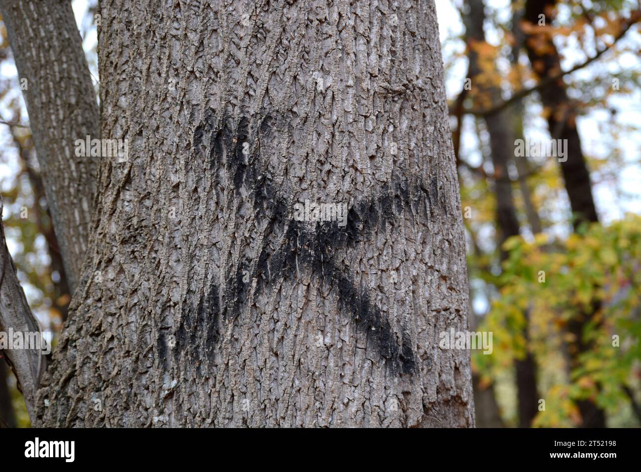 The letter X painted on a tree identified for removal along a nature ...