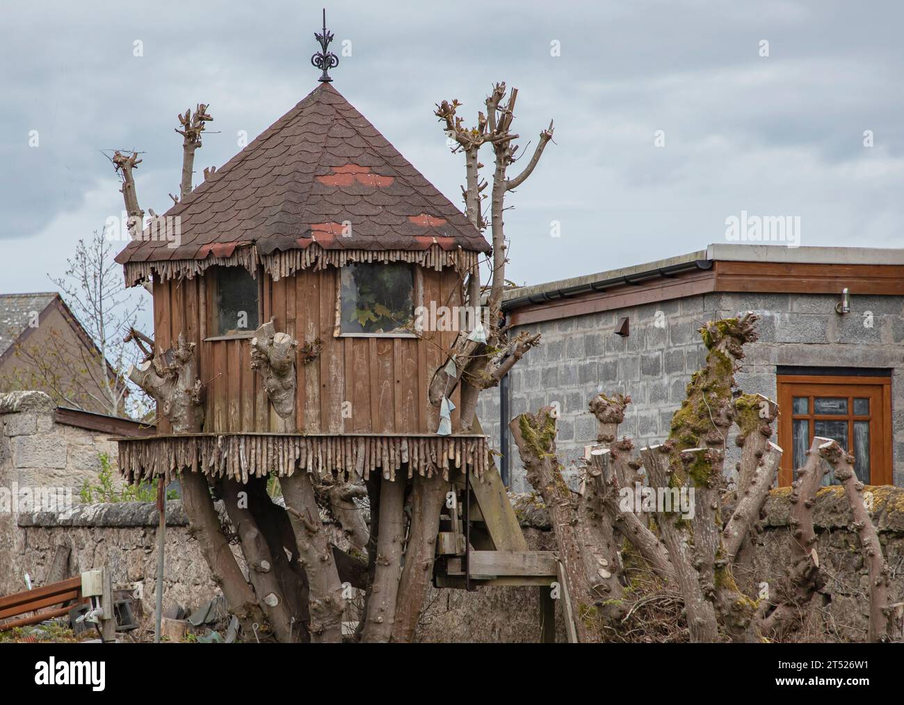 Tree growing out doors hi-res stock photography and images - Alamy