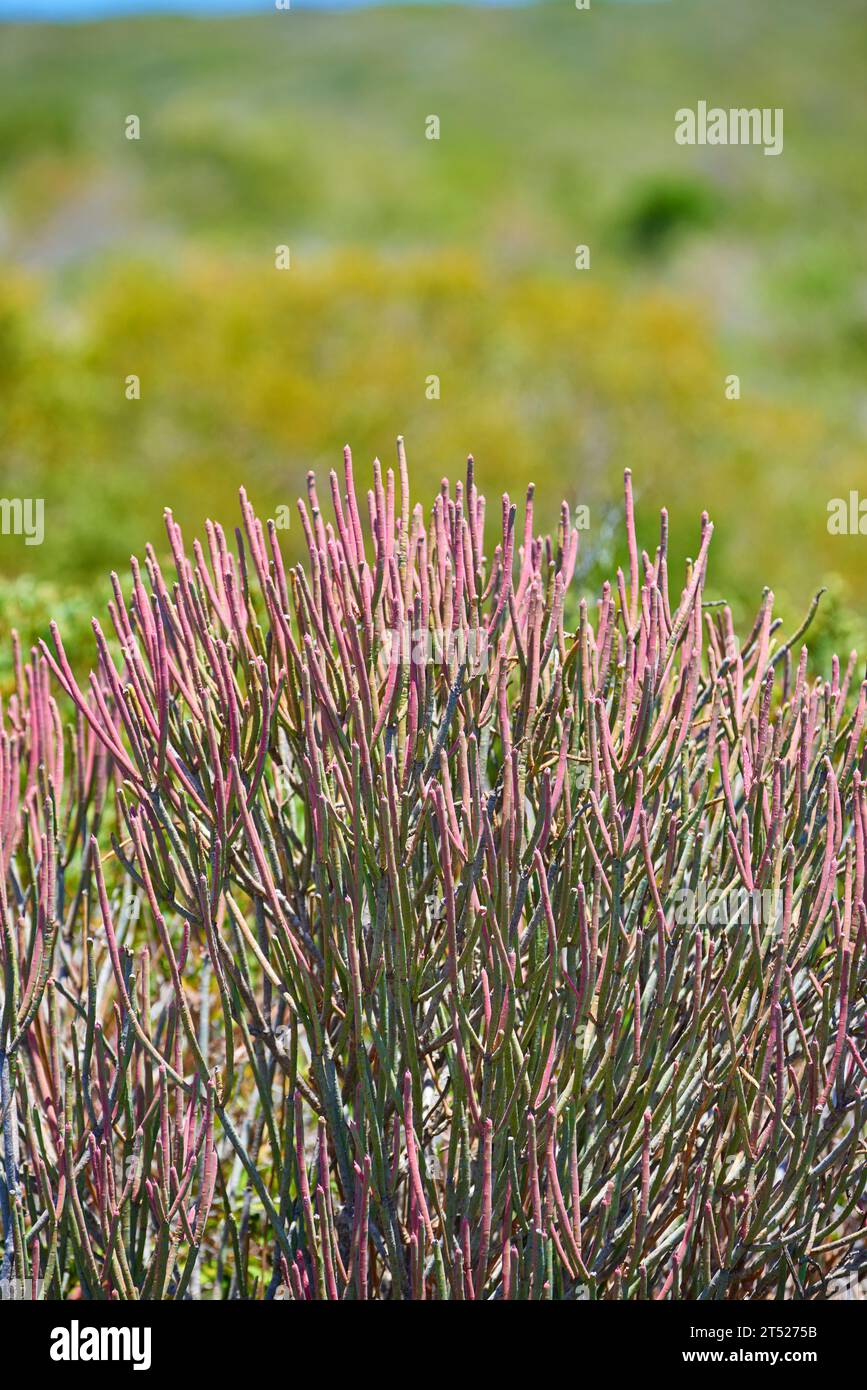 Fynbos conservation plant hi-res stock photography and images - Alamy