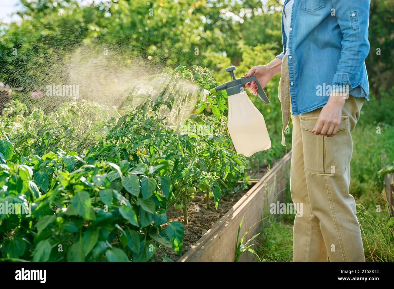 Gardener woman with spray gun spraying tomato plants in garden Stock ...