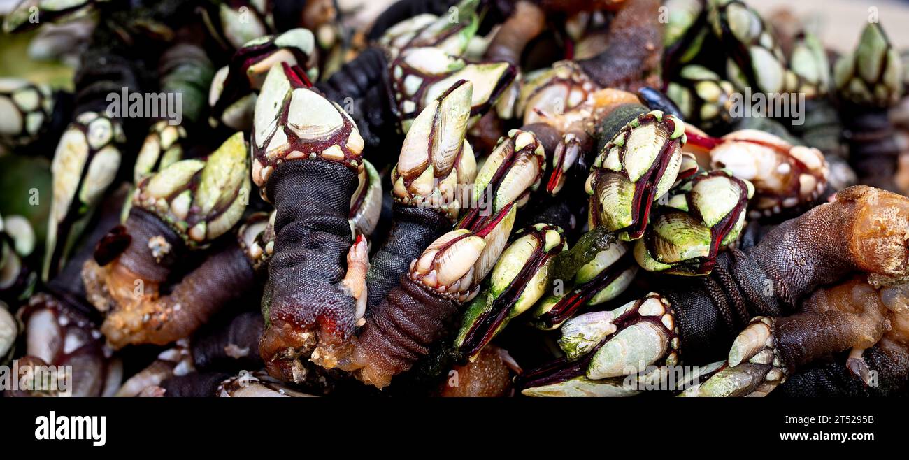 boiled goose neck barnacles or Galician barnacles (Pollicipes ...