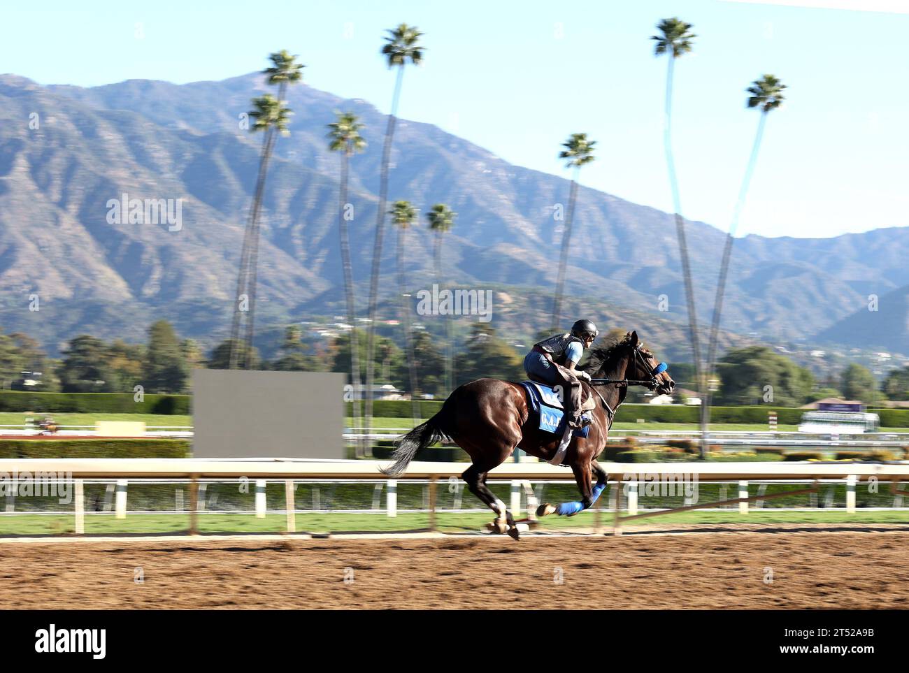 Arcadia, United States. 02nd Nov, 2023. A horse has a light workout the ...