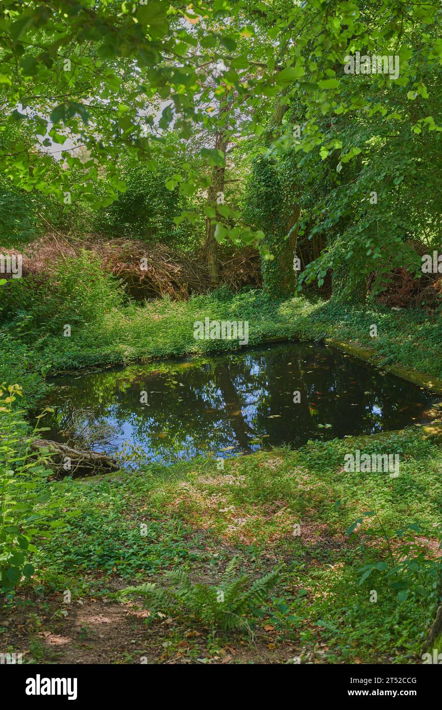 Closeup of forest natural water. Isolated pond around nature with green ...