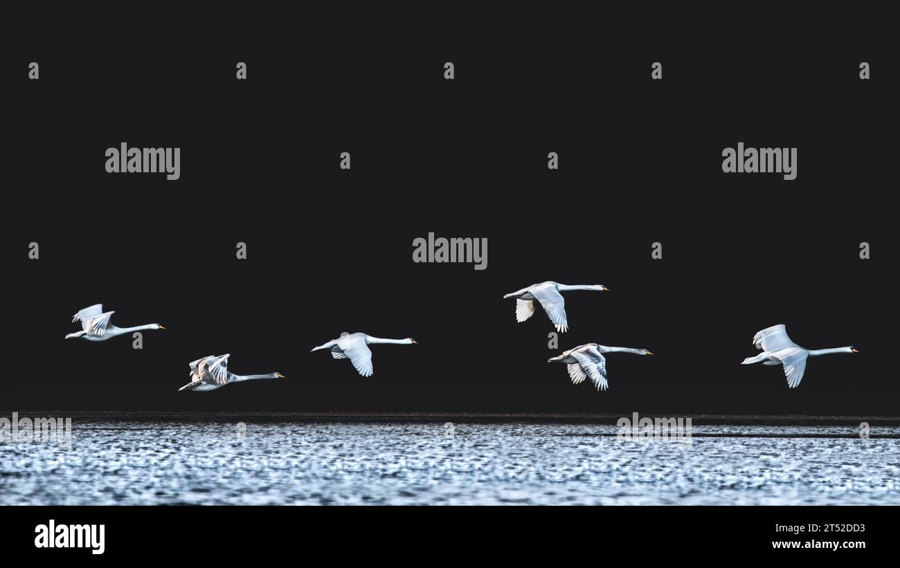 six swans flying above a lake, black matte background, minimalism, copy ...