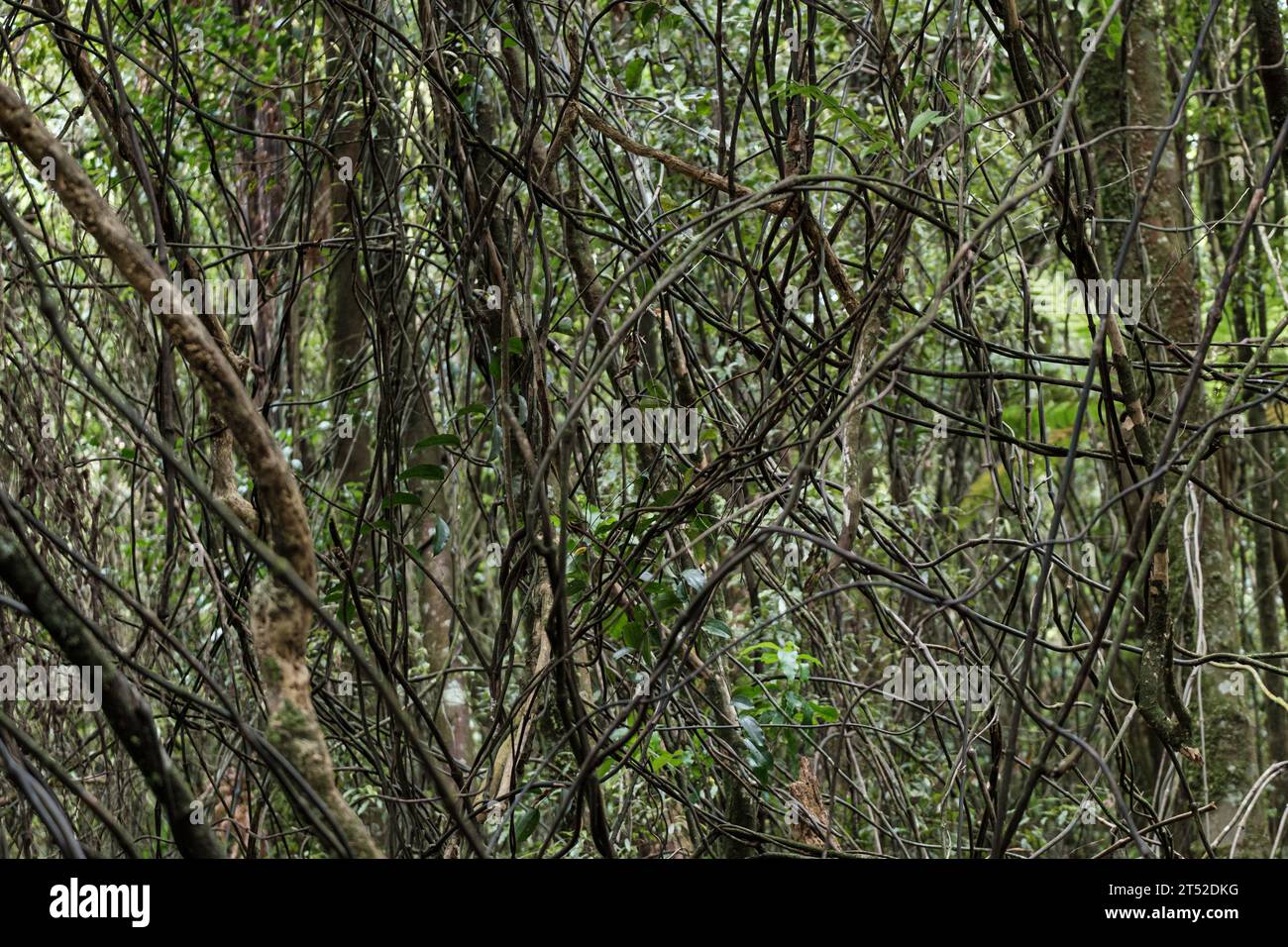 Dense supplejack vines Ripogonum scandens Maori name piritia and kareao ...