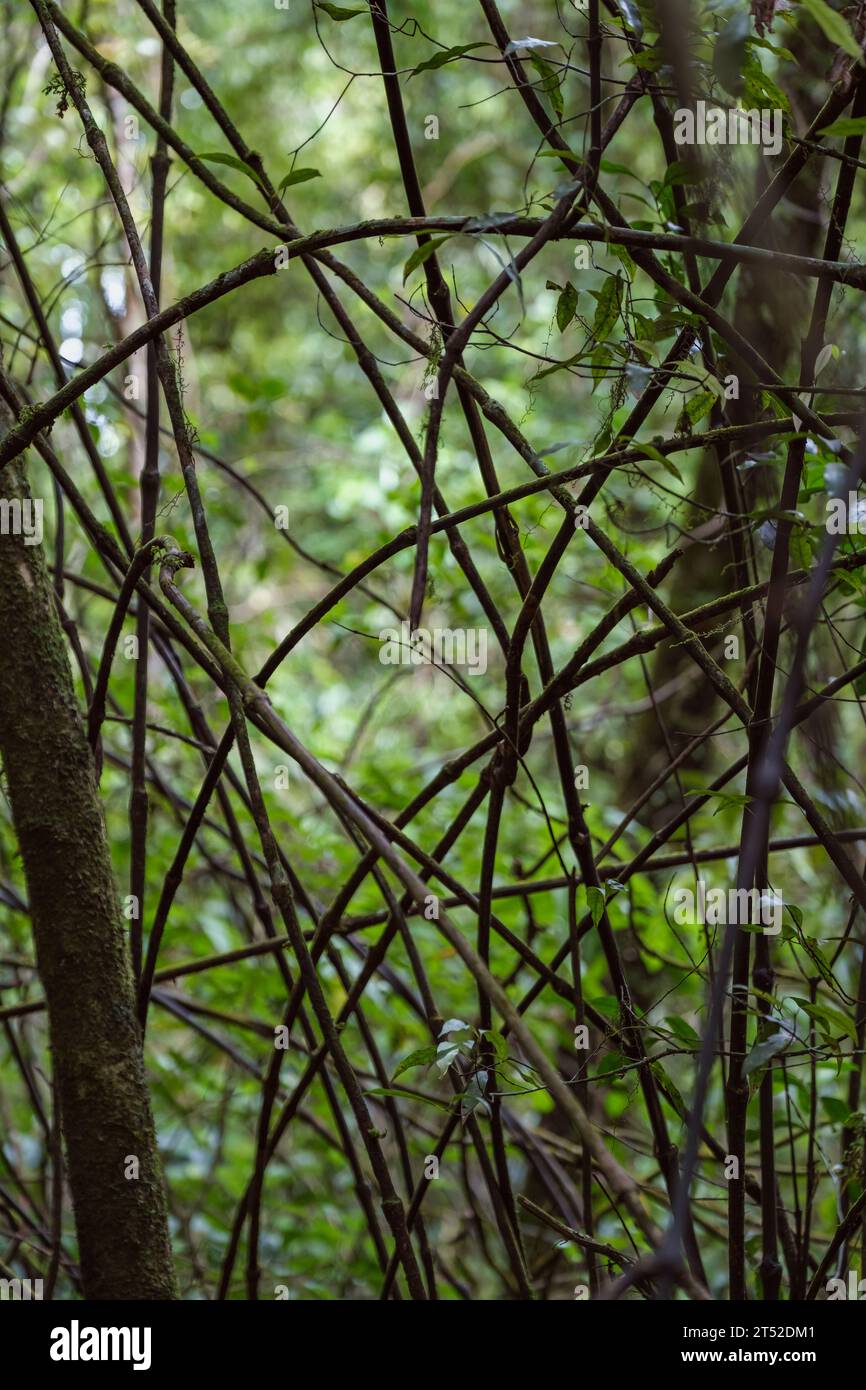 Dense supplejack vines Ripogonum scandens Maori name piritia and kareao in it's natural setting ...