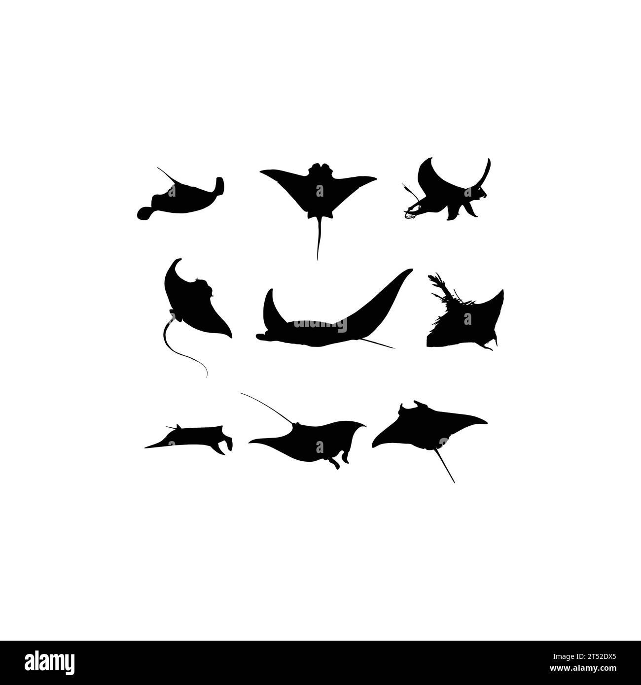 Manta mantaray ray swimming Black and White Stock Photos & Images - Alamy