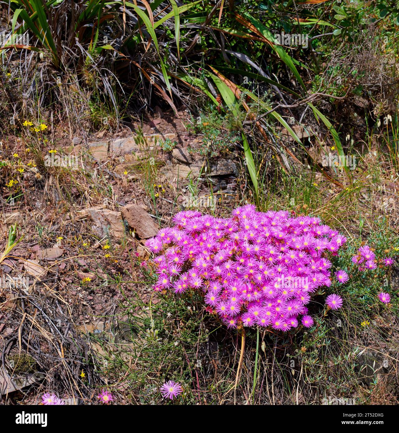 Beautiful bunch of wild trailing ice plants in quiet forest. Lush green ...