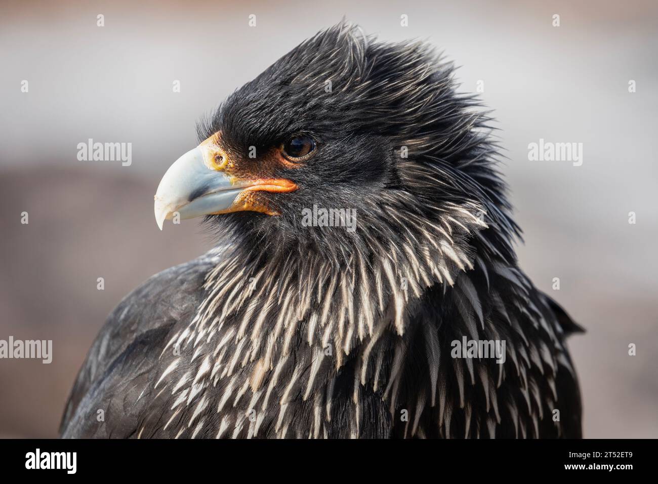 Johnny rook bird hi-res stock photography and images - Alamy