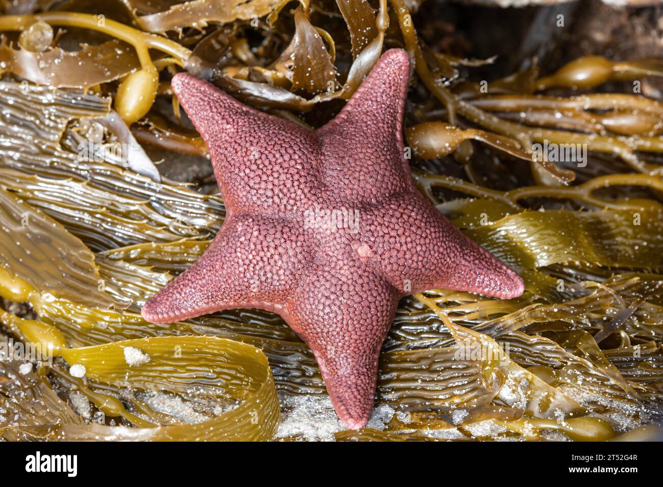 Asterina stellifera hi-res stock photography and images - Alamy