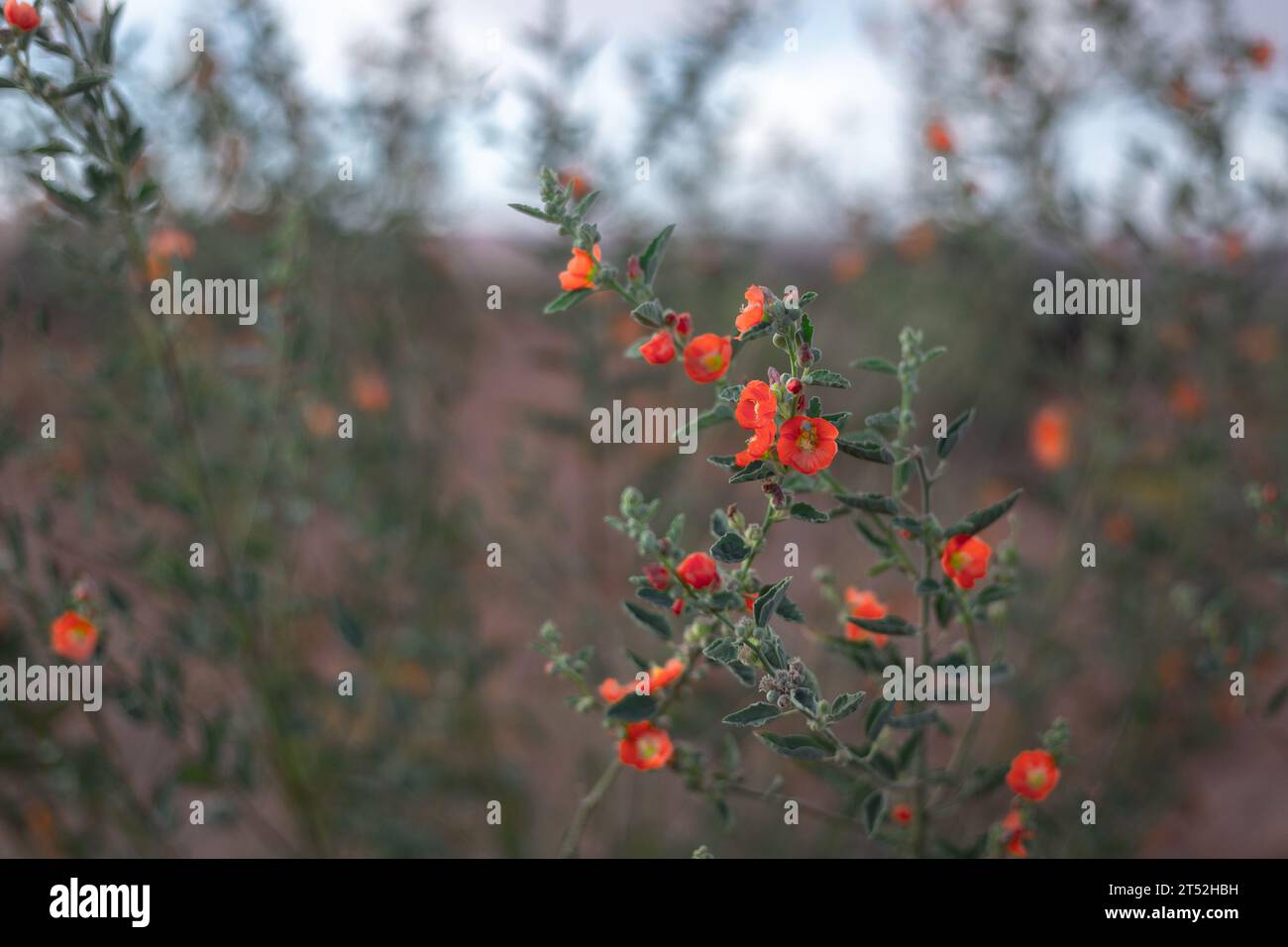 Seasonal desert color hi-res stock photography and images - Alamy