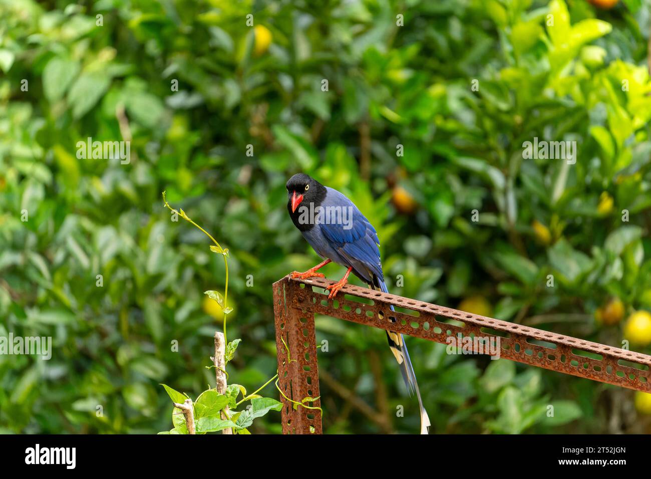Taiwan blue magpie Stock Photo - Alamy