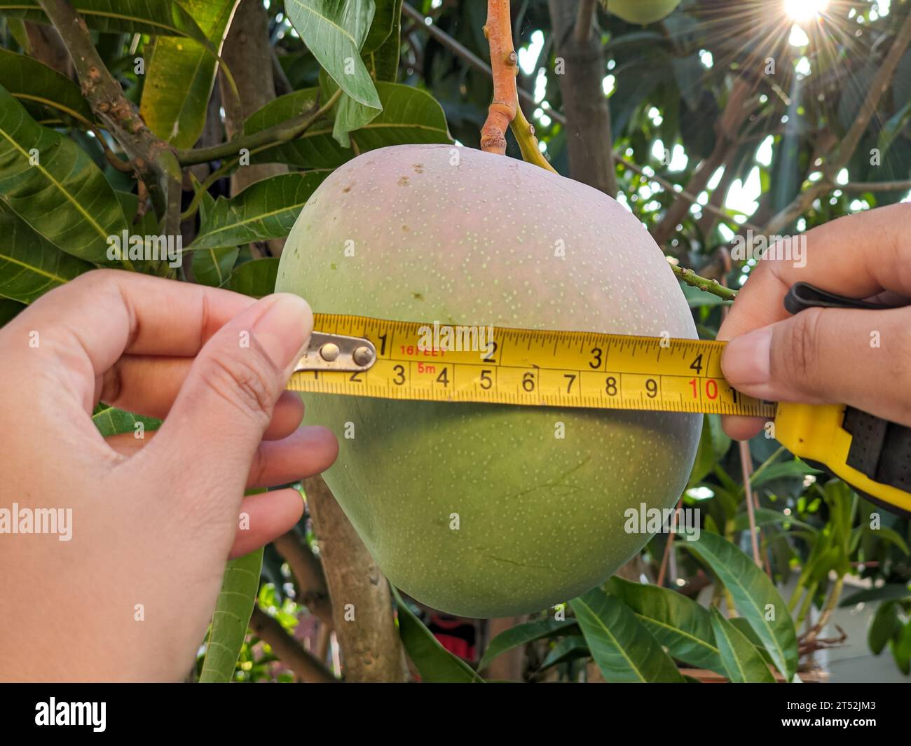 hand is measuring mangoes in the garden. Check the goodness and size of ...