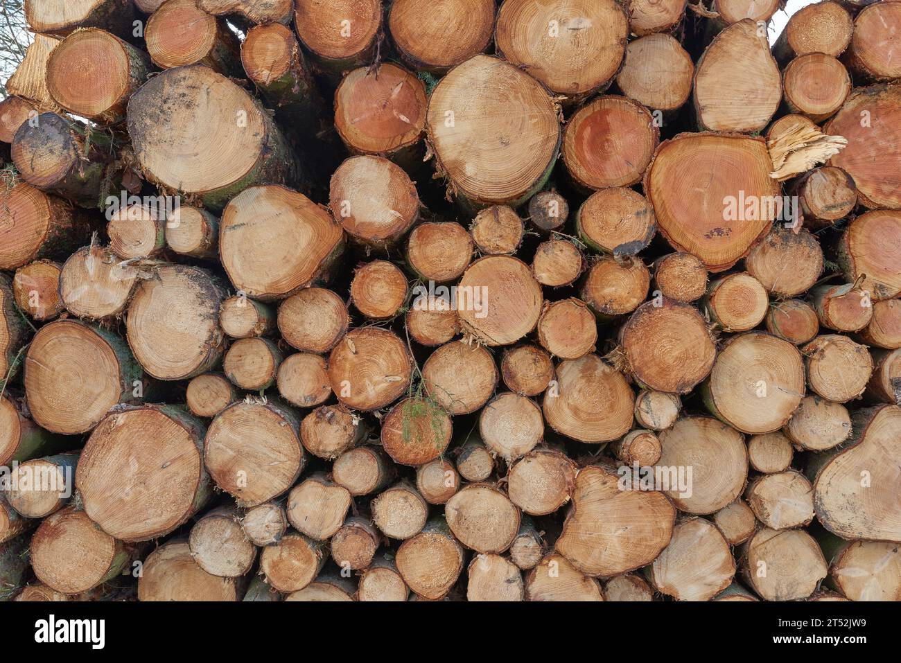 Tree logs from the forest in a pile. Closeup of brown wooden texture ...