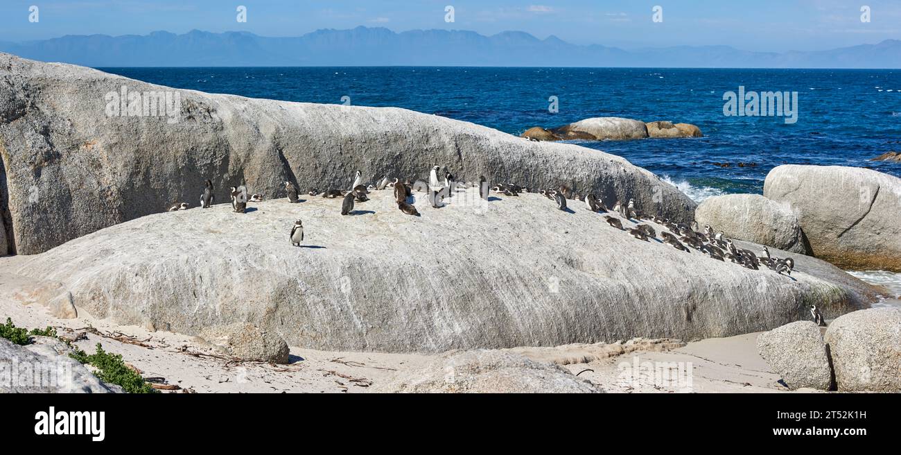 Penguins on the rocks at Boulders Beach in South Africa. Flightless ...