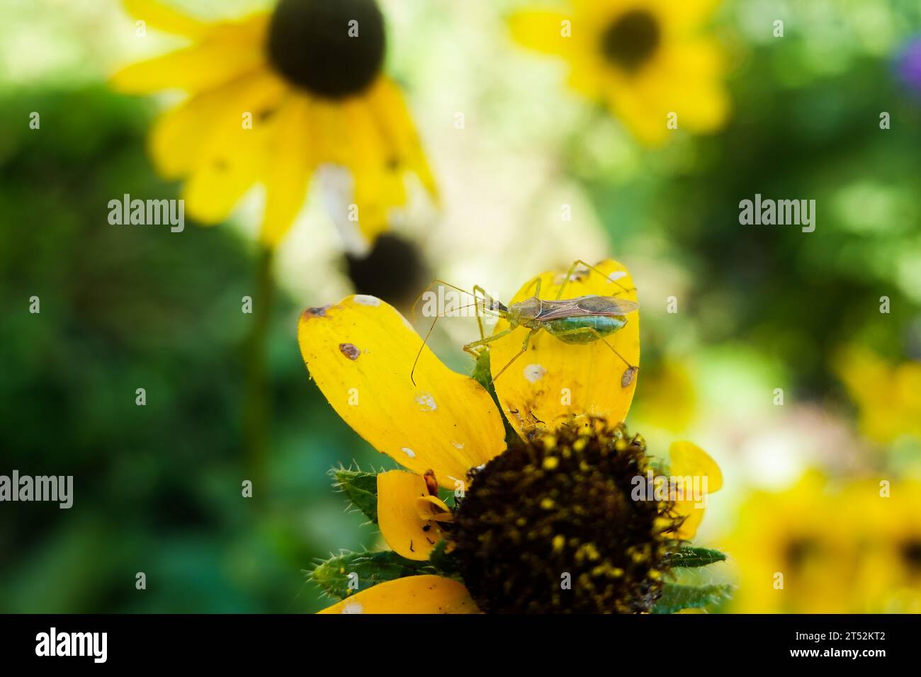 Leafhopper Assassin Bug. Zelus renardii. On a Black eyed susan in a ...
