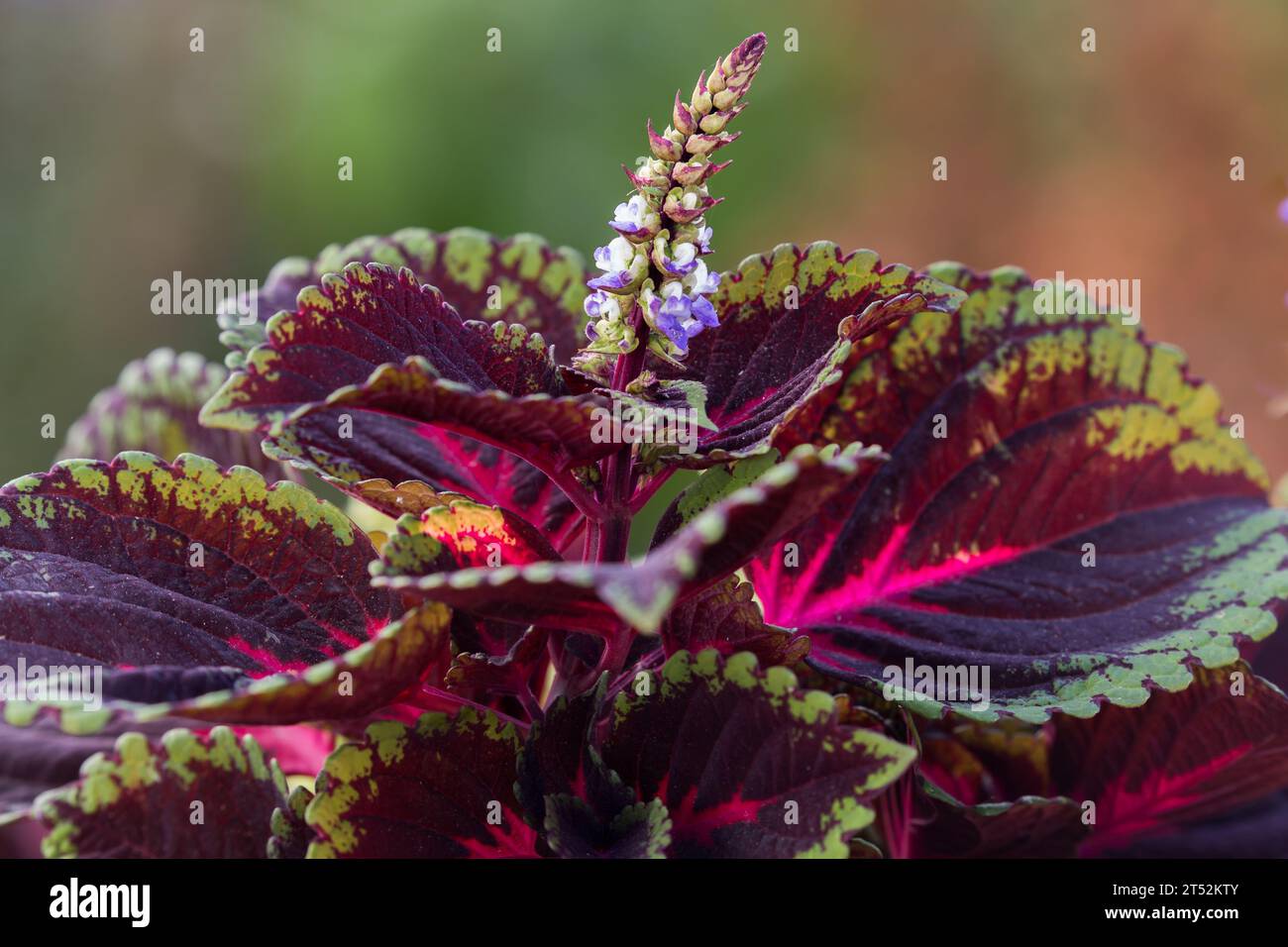 colorful Coleus Plectranthus scutellarioides plant flowering Stock ...