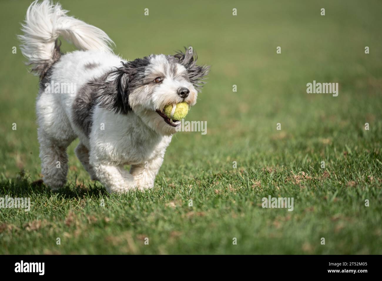 Havanese puppy on white hi-res stock photography and images - Alamy
