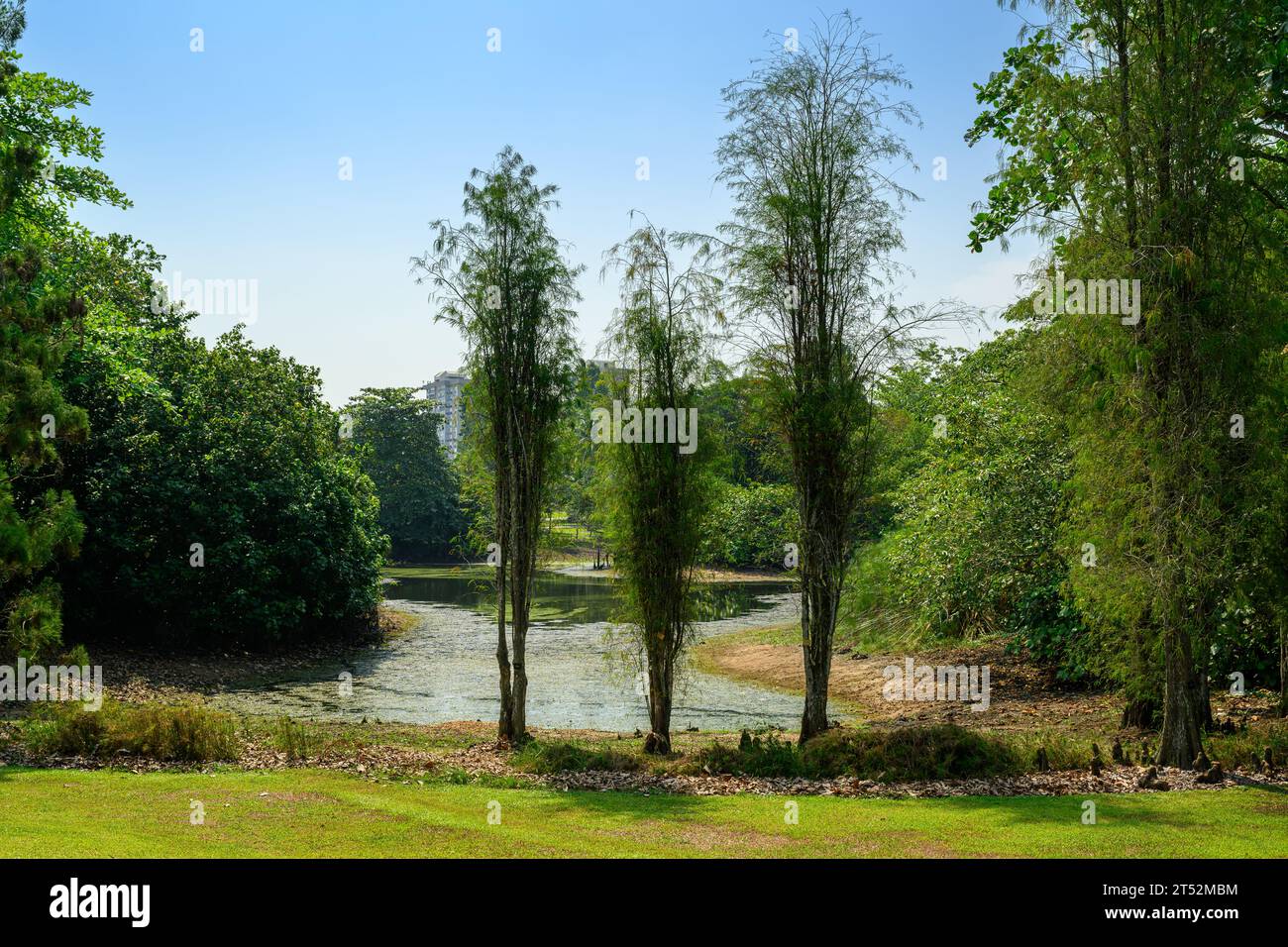 The Eco-Lake at Singapore Botanic Gardens, Singapore Stock Photo - Alamy