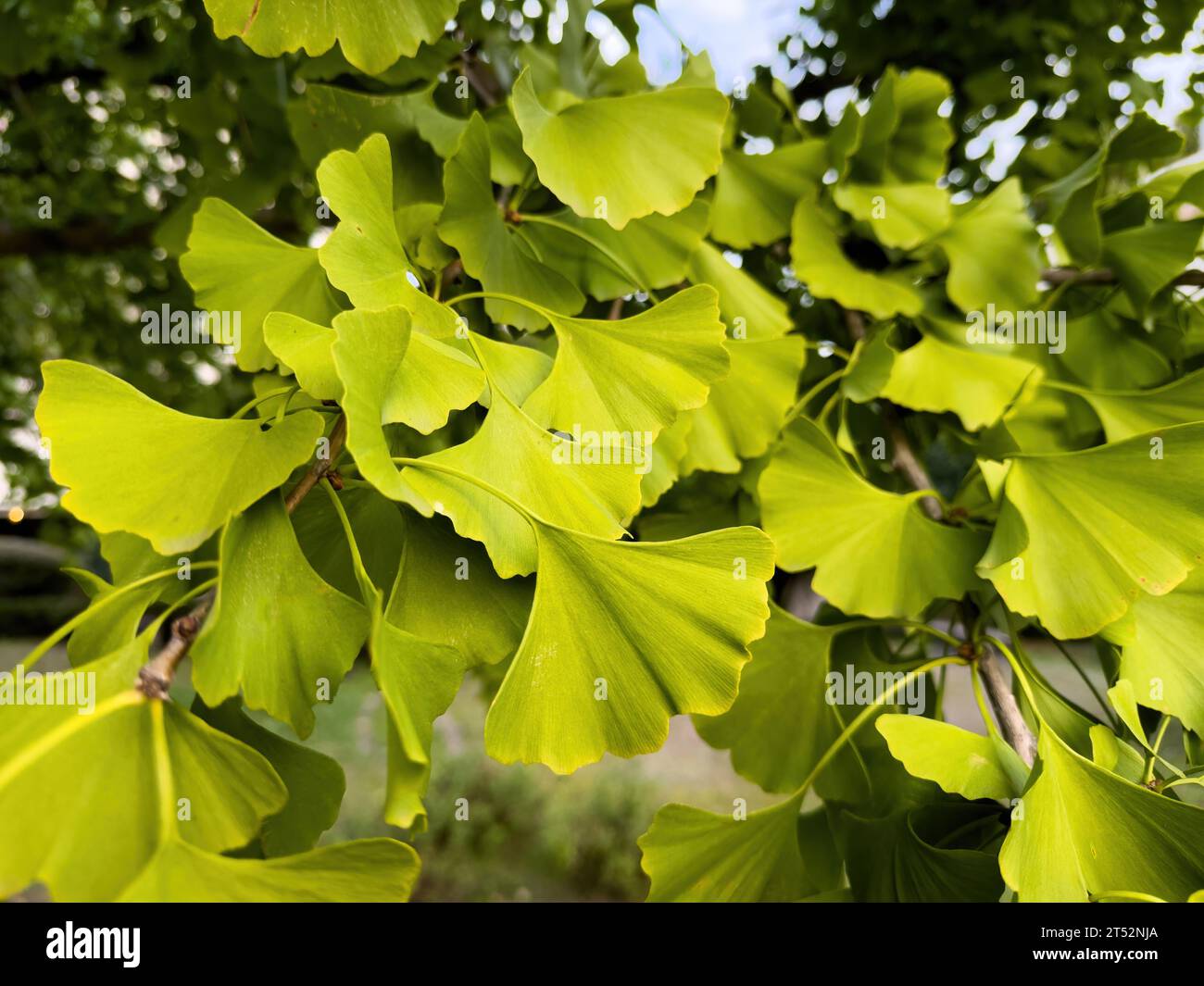 A macro close-up capturing the detailed beauty of ginkgo biloba foliage ...
