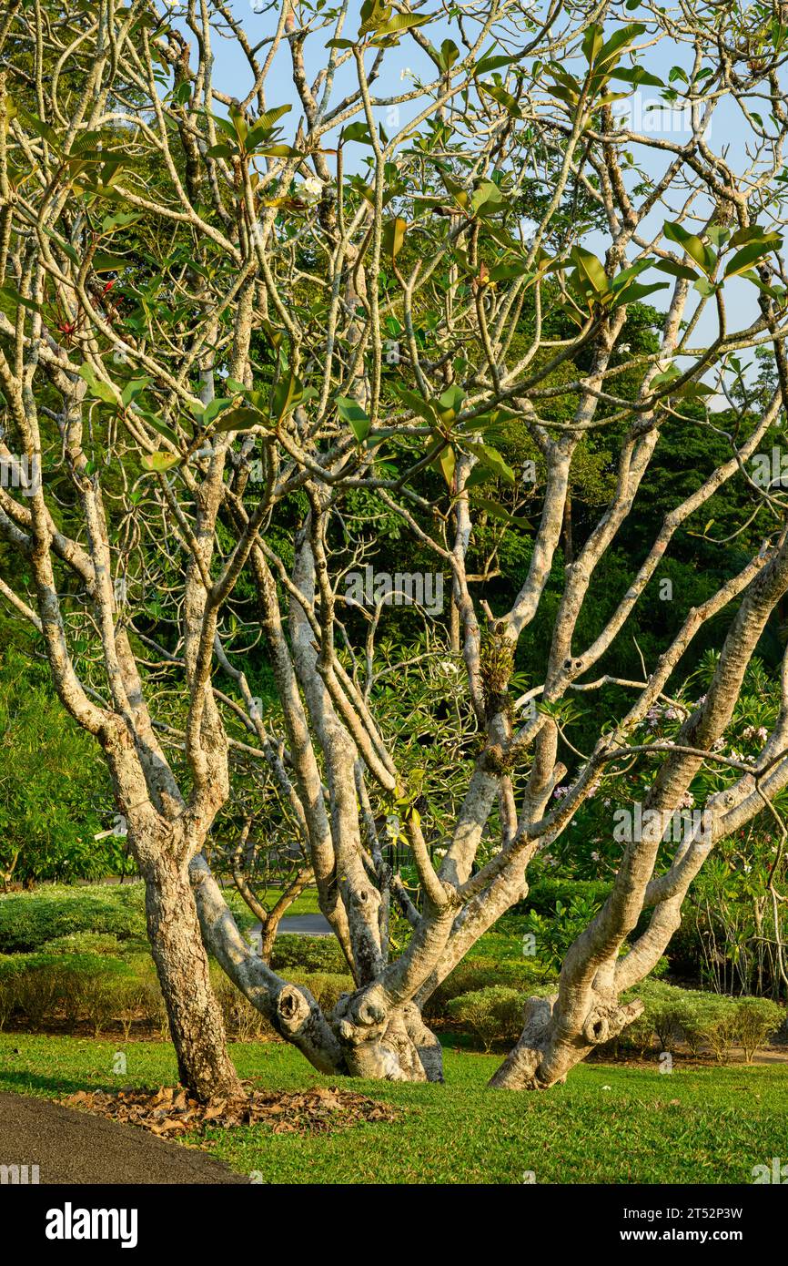 Plumeria Mango Blush trees at Singapore Botanic Gardens, Singapore ...