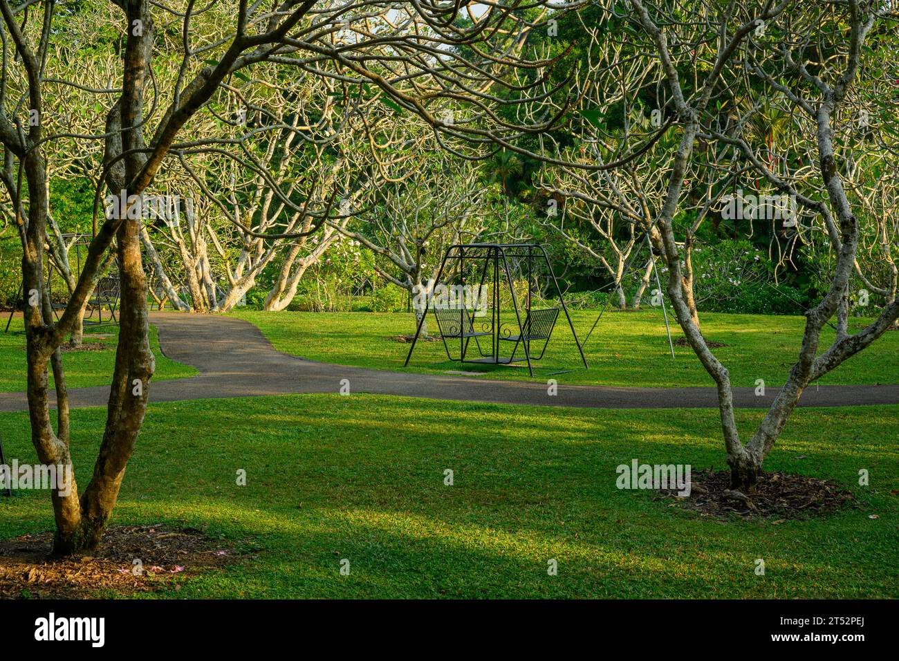 Plumeria Mango Blush trees at Singapore Botanic Gardens, Singapore ...