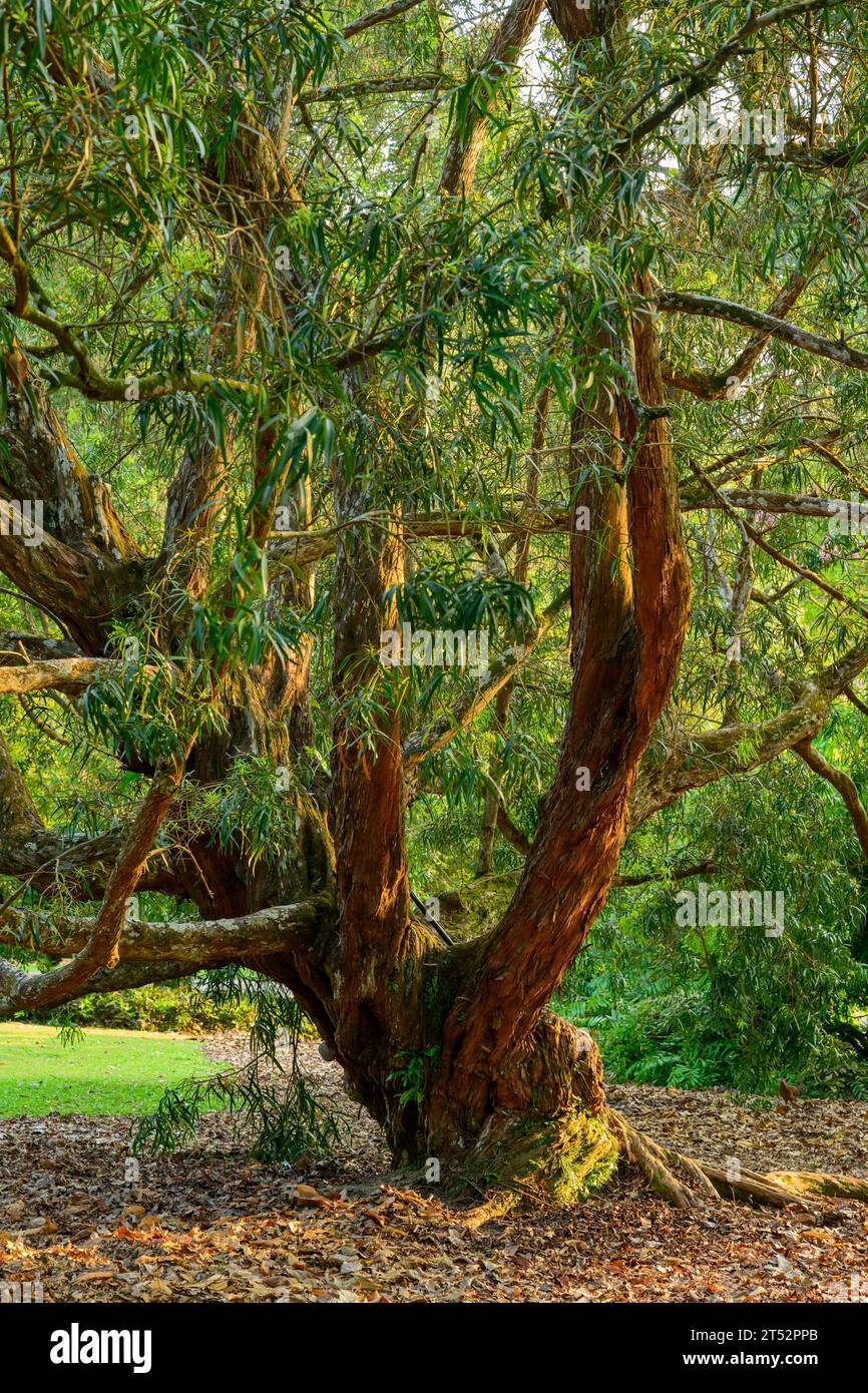 A Mountain Teak tree at Singapore Botanic Gardens, Singapore Stock ...