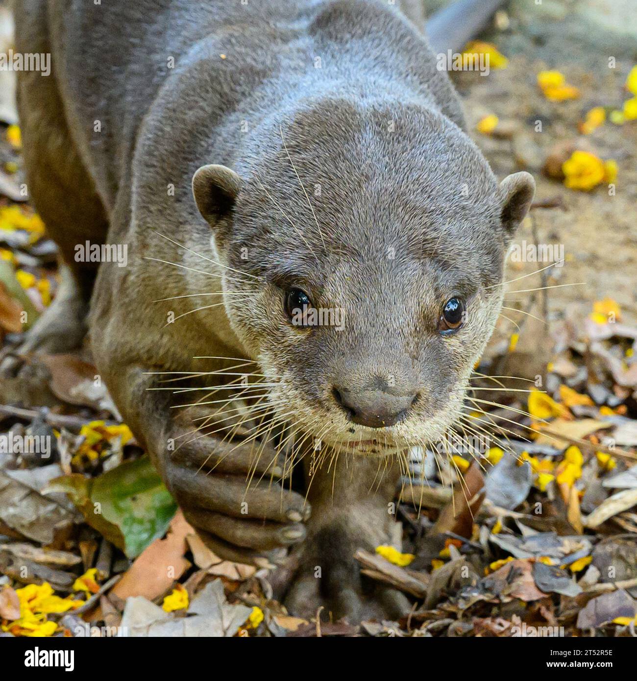 An otter living in Singapore Botanic Gardens, Singapore Stock Photo - Alamy