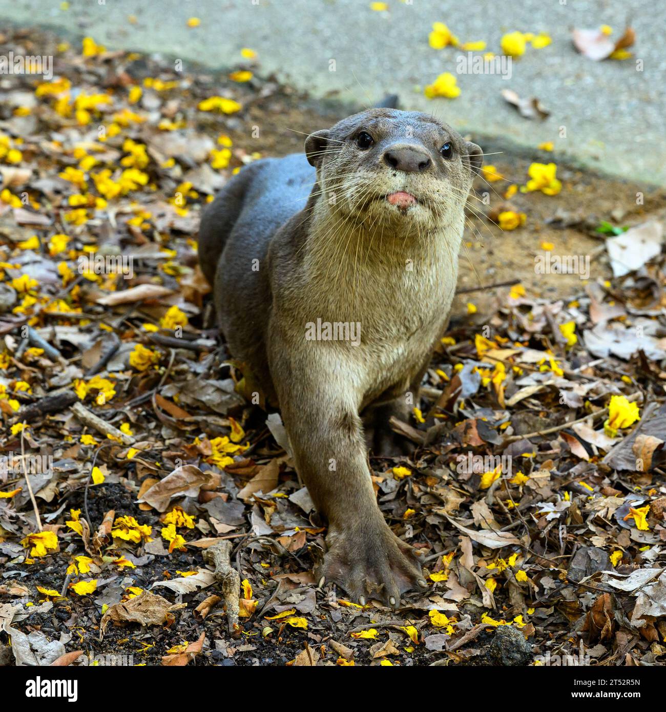 Otter in singapore hi-res stock photography and images - Alamy