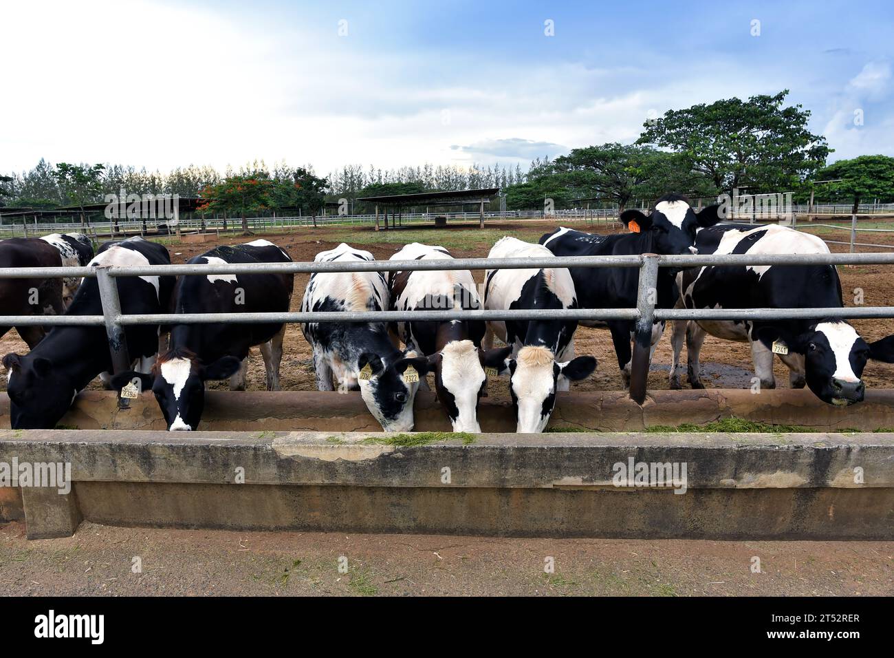 Stunning cow yard landscape in Chokchai Farm, Khao Yai, Thailand ...