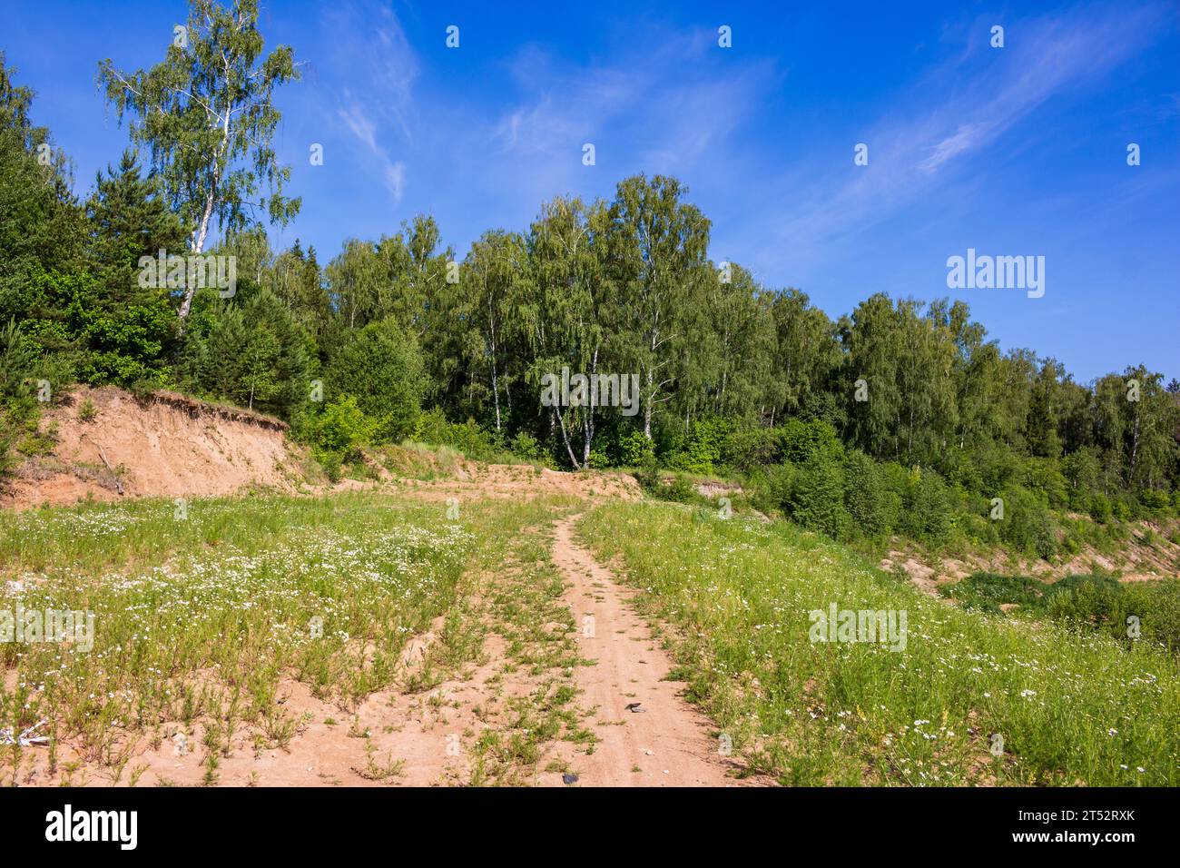 The territory of a former sand quarry overgrown with forest, summer ...