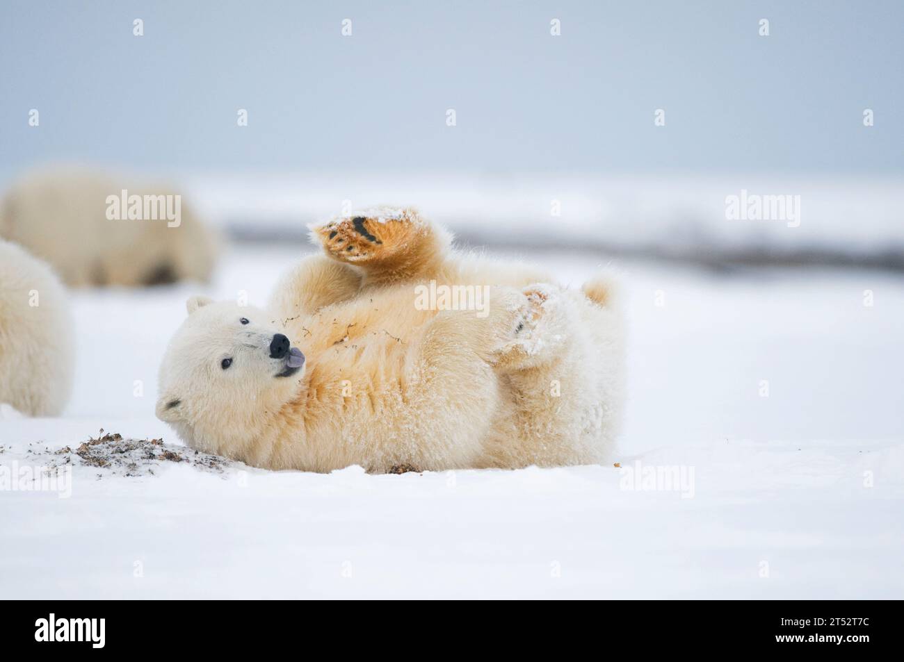 Polar bear arctic beaufort cub hi-res stock photography and images - Alamy