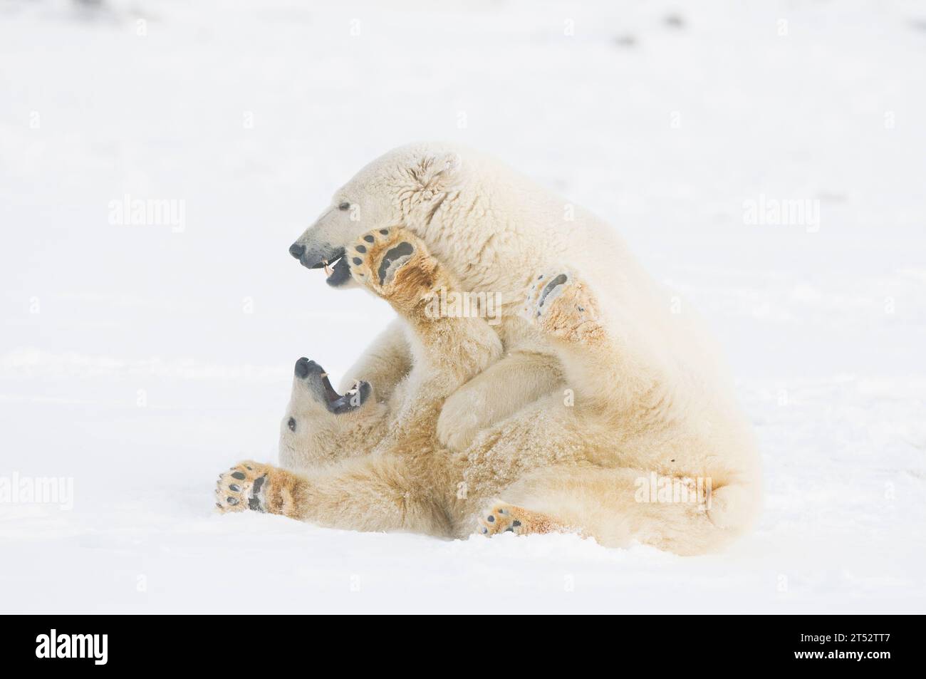 polar bears Ursus maritimus pair of spring cubs play with one another ...