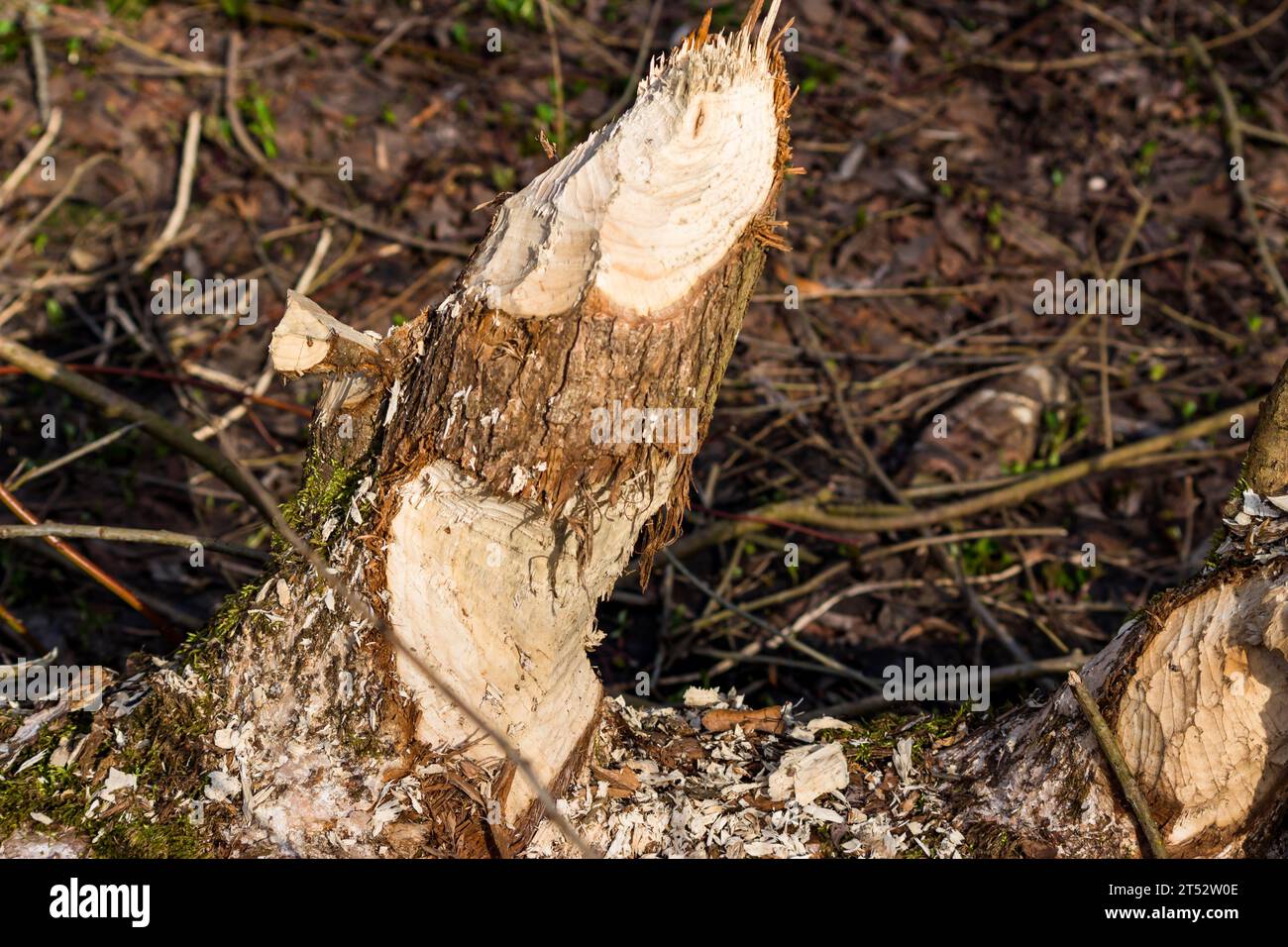Trees in the forest with signs of being chewed by beavers Stock Photo ...