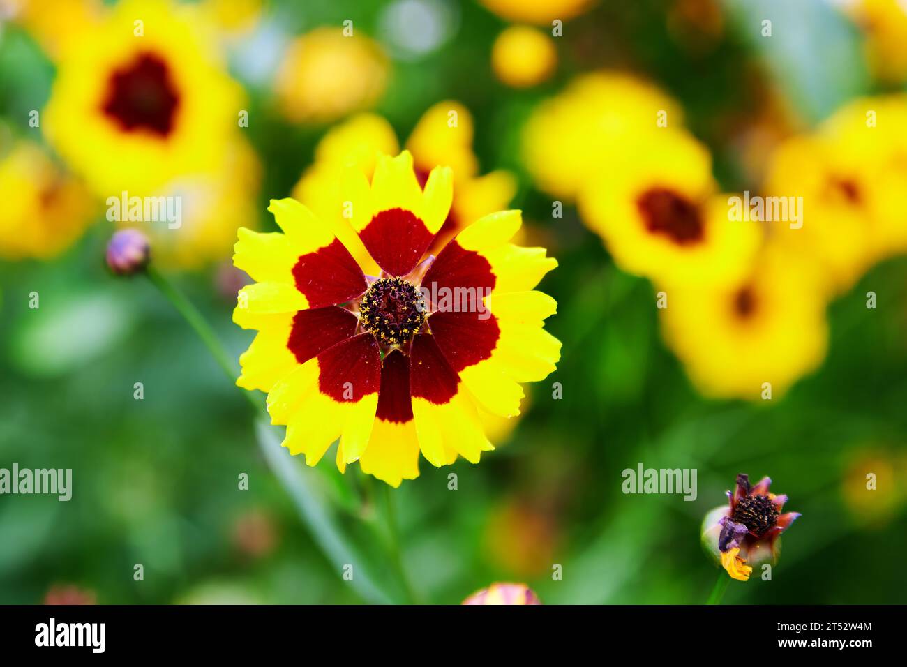 Creopsis tinctoria garden golden tickseed bright yellow and red maroon ...
