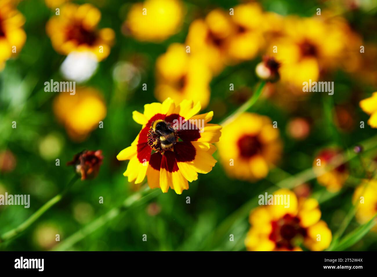 Creopsis tinctoria garden golden tickseed bright yellow and red maroon ...
