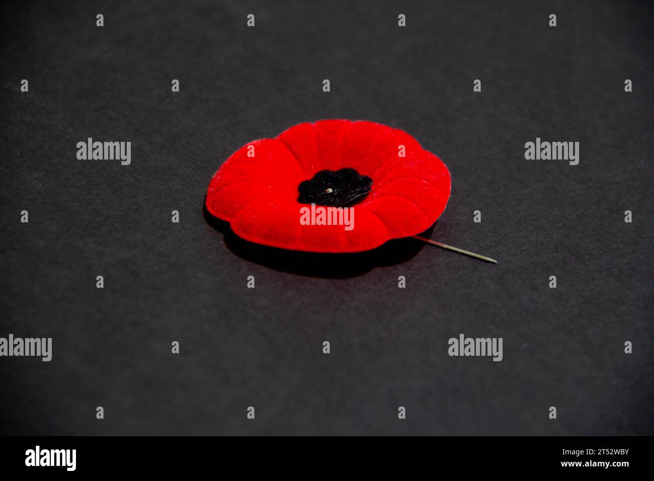 Remembrance Day poppy flower Stock Photo - Alamy