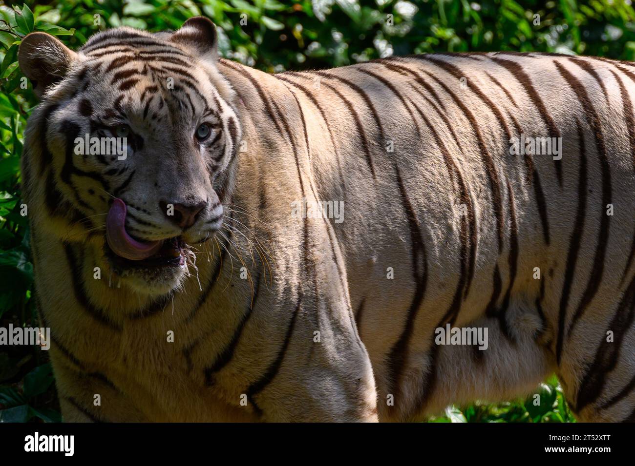 Asian tiger singapore hi-res stock photography and images - Alamy