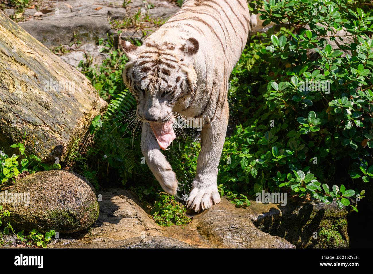Bengal tiger eating hi-res stock photography and images - Alamy