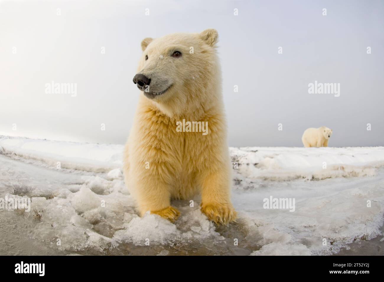 polar bear Ursus maritimus fish eye view of a curious spring cub along ...