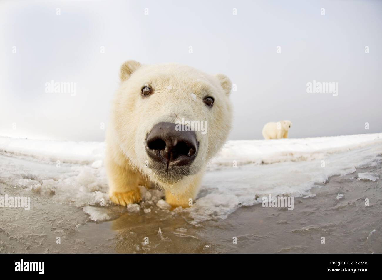 polar bear Ursus maritimus fish eye view of a curious spring cub along ...