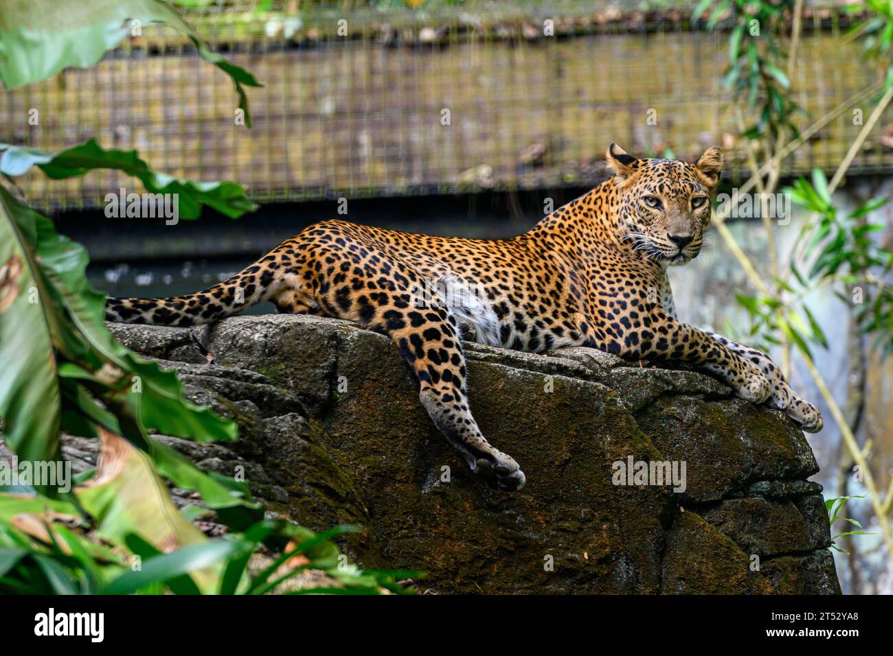 A Resting Leopard at Singapore Zoo Stock Photo - Alamy