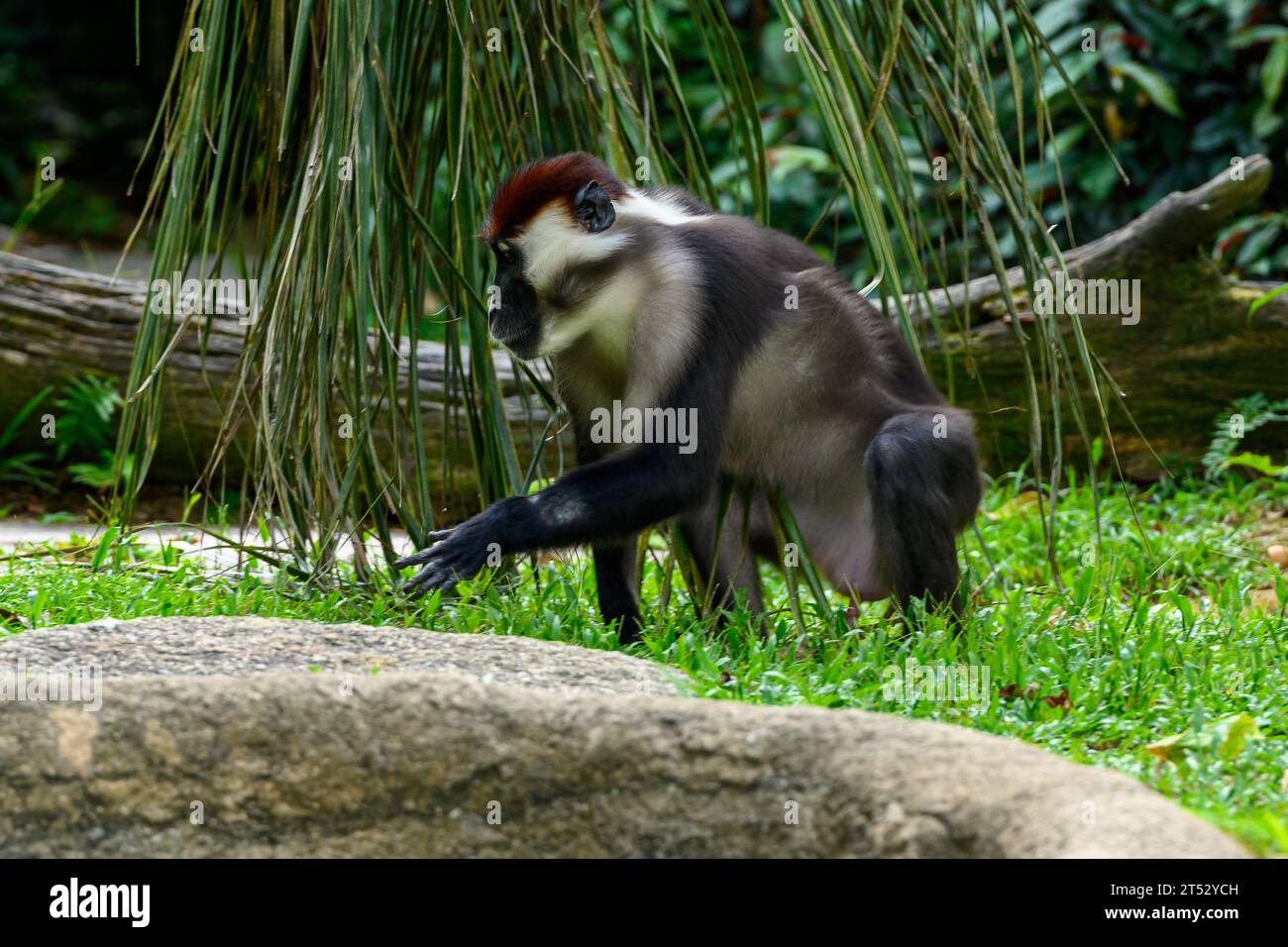 Red capped mangabey zoo hi-res stock photography and images - Alamy