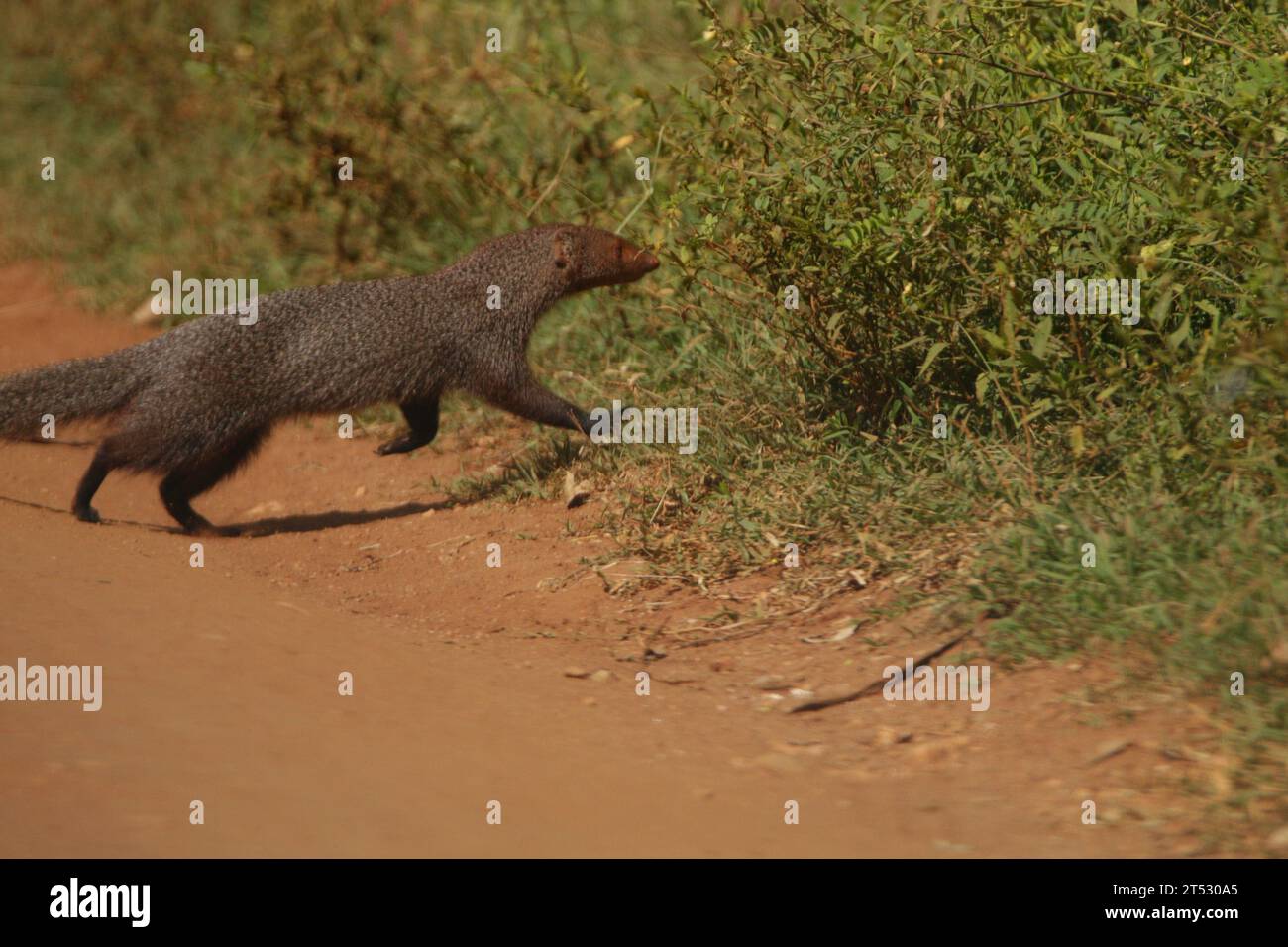 Sri Lankan Mongoose in Sri Lanka, Visit Sri Lanka Stock Photo - Alamy