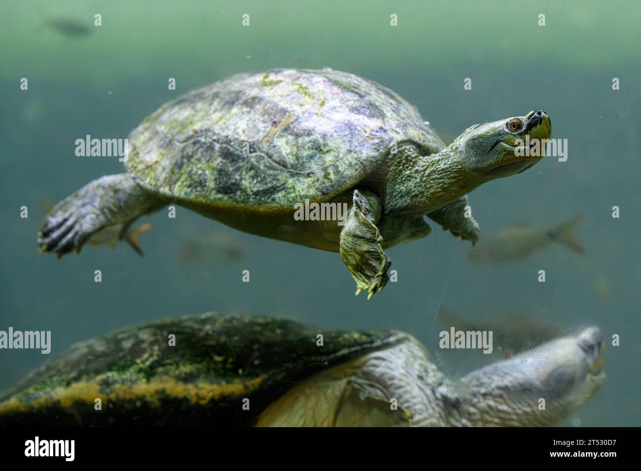 Burmese roofed turtle hi-res stock photography and images - Alamy